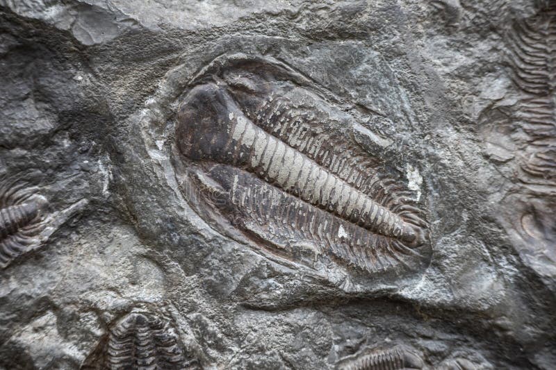 Trilobite fossil in stone stock image. Image of paleontology - 276722759