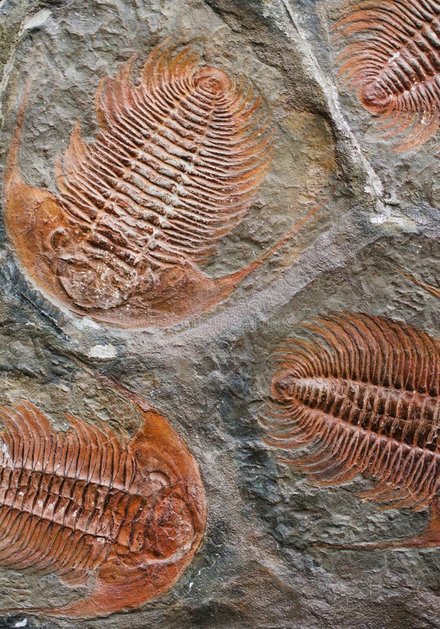 Fossil Trilobite Imprint in the Sediment Stock Photo - Image of brown ...