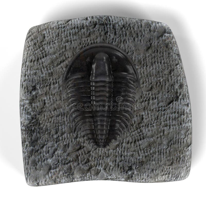 Trilobite stock illustration. Illustration of stone, trilobite - 81657039