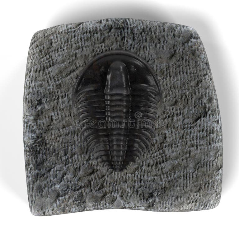 Trilobite stock illustration. Illustration of stone, trilobite - 81657039
