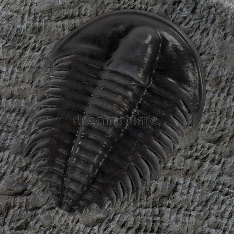 Trilobite Stock Illustrations – 200 Trilobite Stock Illustrations ...