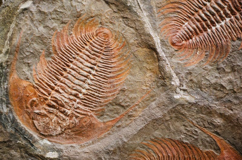 Six Trilobites - Prehistoric Animals Stock Illustration - Illustration ...