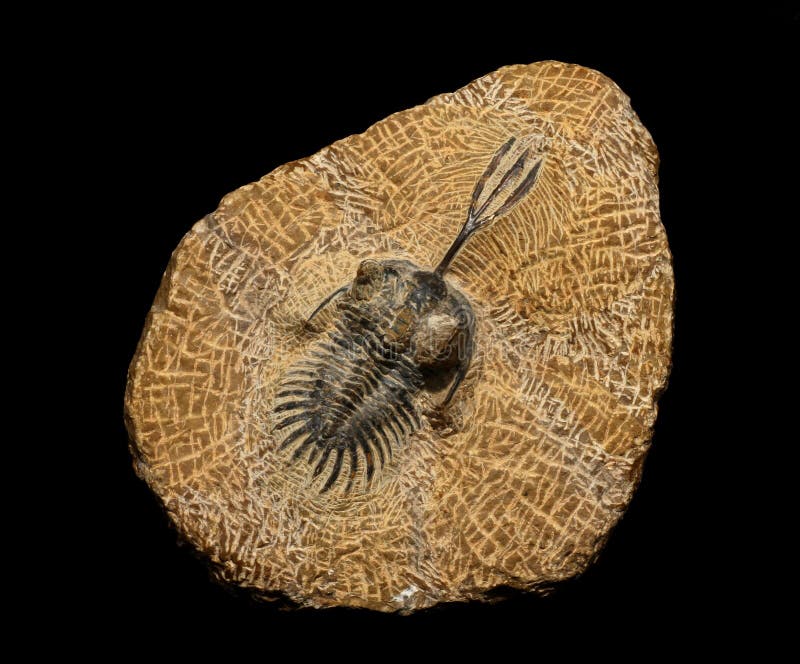 Trilobites stock image. Image of fossil, beetle, spine - 14608231