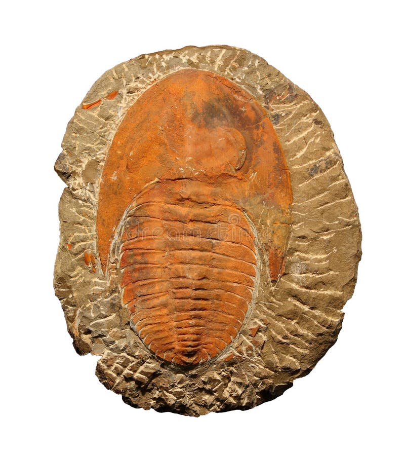 Trilobites stock image. Image of republic, shell, winkle - 14608119