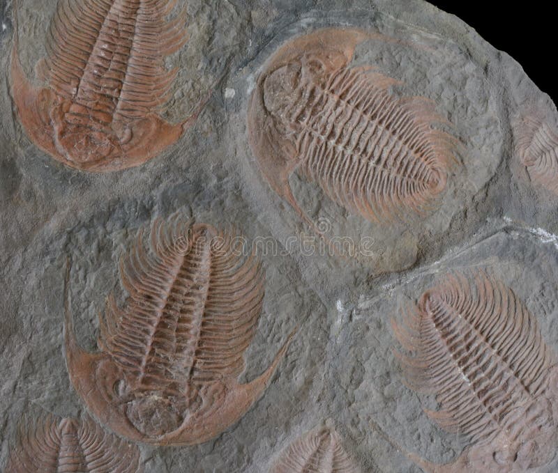 Trilobites II imagen de archivo. Imagen de redondo, viejo - 46603675