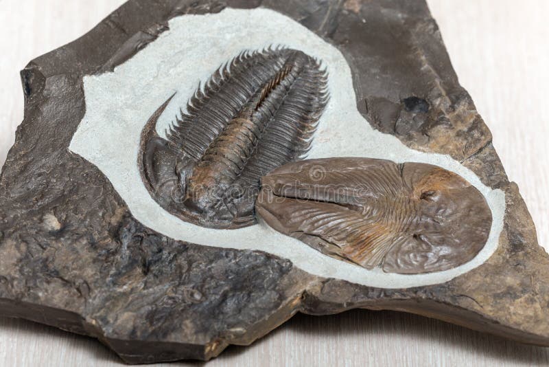 Ancient Trilobites in a Stone. 500 Million Year Old Trilobite Stock ...