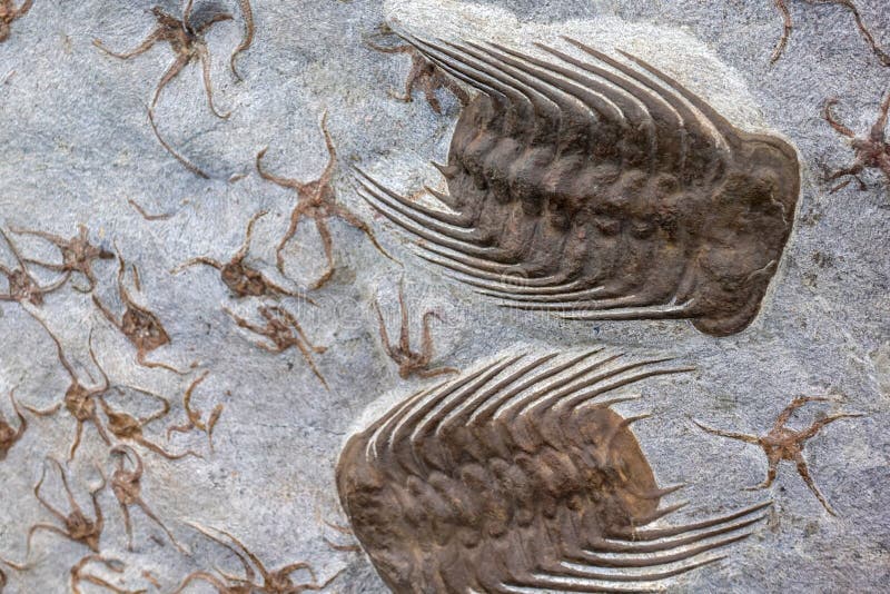 Trilobyte Fossil on Sand Stone Background Stock Photo - Image of ...
