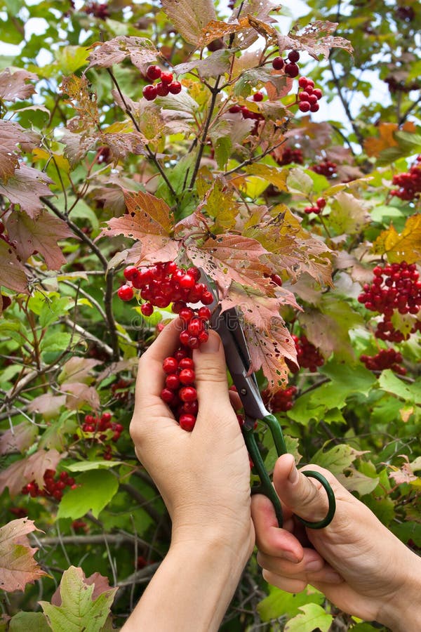 Picking Berries from the Bush Viburnum Stock Image - Image of pick ...