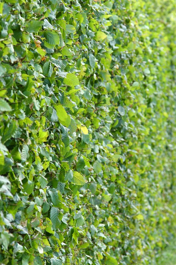 Trimed bush wall stock image. Image of gardening, arch - 6053813