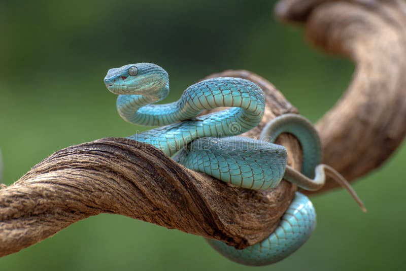 Trimesurus Insularis Also Known As Blue Viper Stock Photo - Image of ...