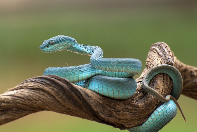 Trimesurus Insularis or Blue Viper Stock Image - Image of tree ...