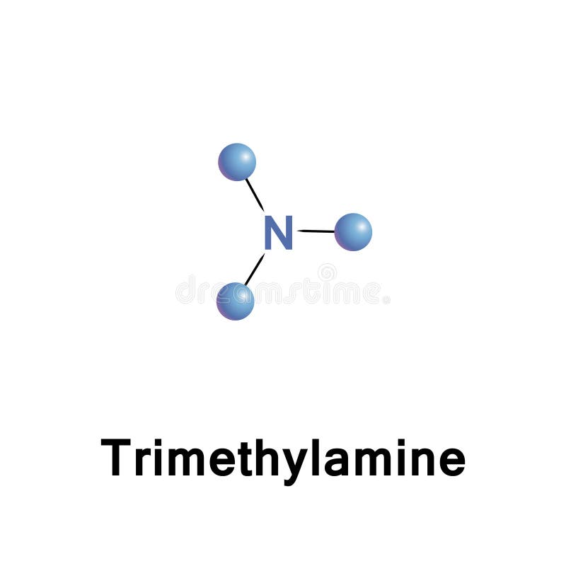 Trimethylamin Ist Eine Stickstoffhaltige Basis Vektor Abbildung ...