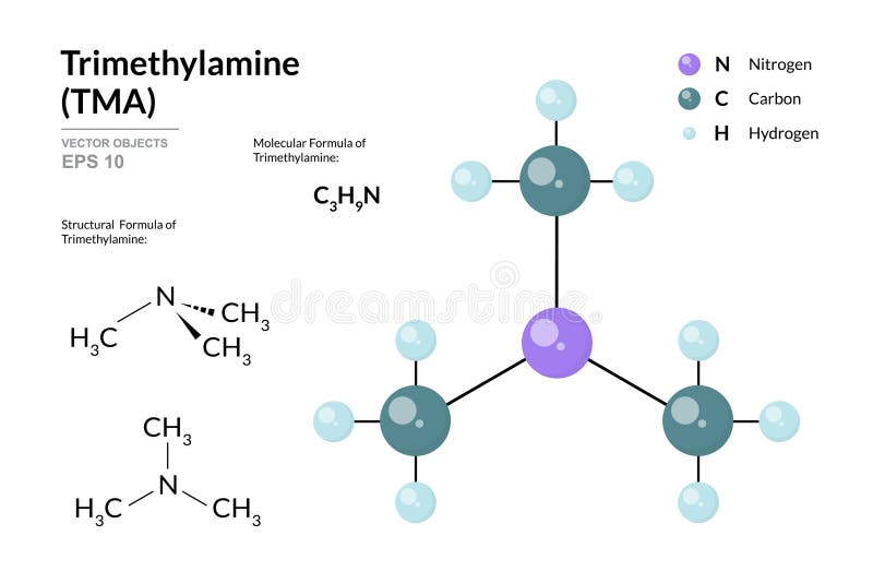 Trimethylamine. TMA. Structural Chemical Formula and 3d Model of ...