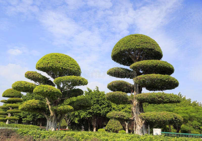 720+ Trimmed tree Free Stock Photos - StockFreeImages 720+ Trimmed tree Free Stock Photos - StockFreeImages