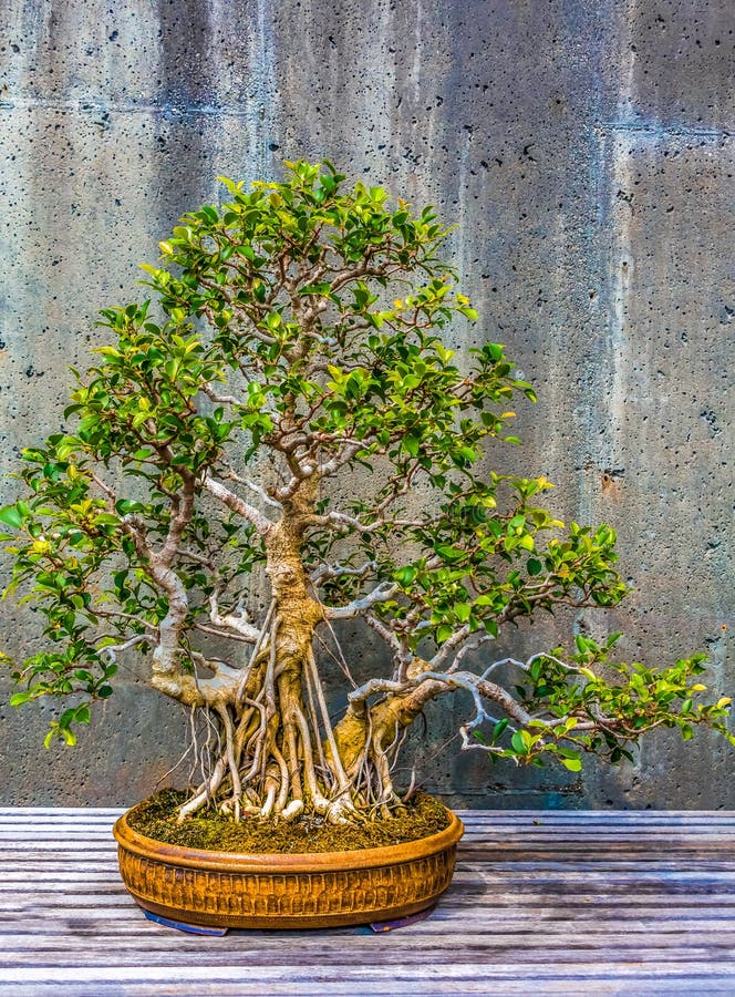 Miniature Ficus Tree - Bonsai Japanese Traditional Art Stock Image ...