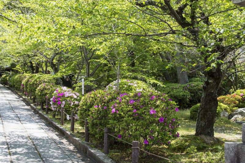 Trimmed bush in garden stock photo. Image of bush, lawn - 35341044