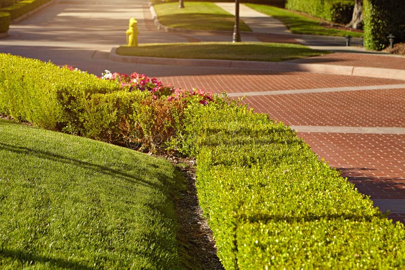 Trimmed Bush, Green Fencing in the Park Stock Photo - Image of grass ...