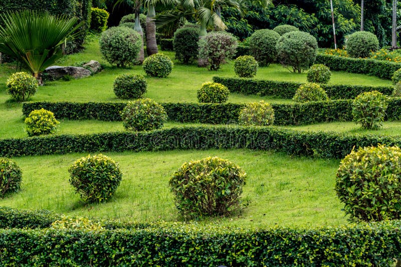 Trimmed bush plants stock photo. Image of yellow, beautiful - 102411874