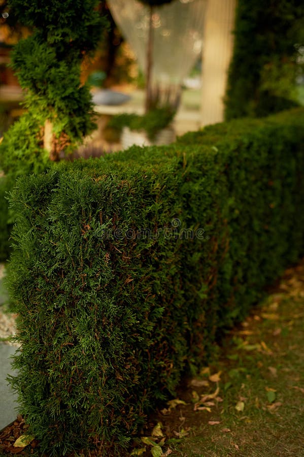 4,164 Trimmed Bush Photos - Free & Royalty-Free Stock Photos from ...