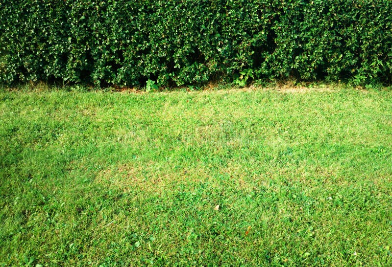 Trimmed Bush Wall at City Park Background Stock Photo - Image of green ...