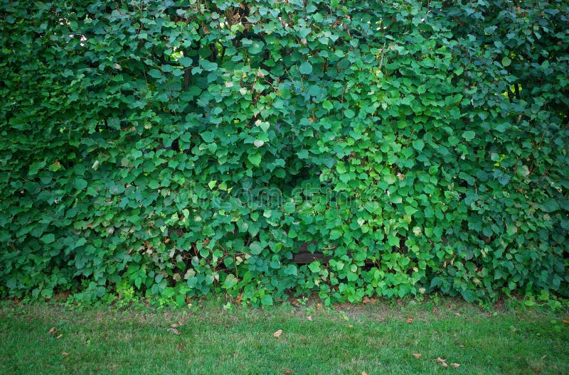 Trimmed Bush Wall at City Park Background Stock Photo - Image of green ...