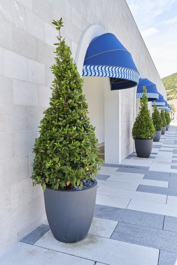 Trimmed Laurel Bushes in a Large Pots Stock Image - Image of ornamental ...