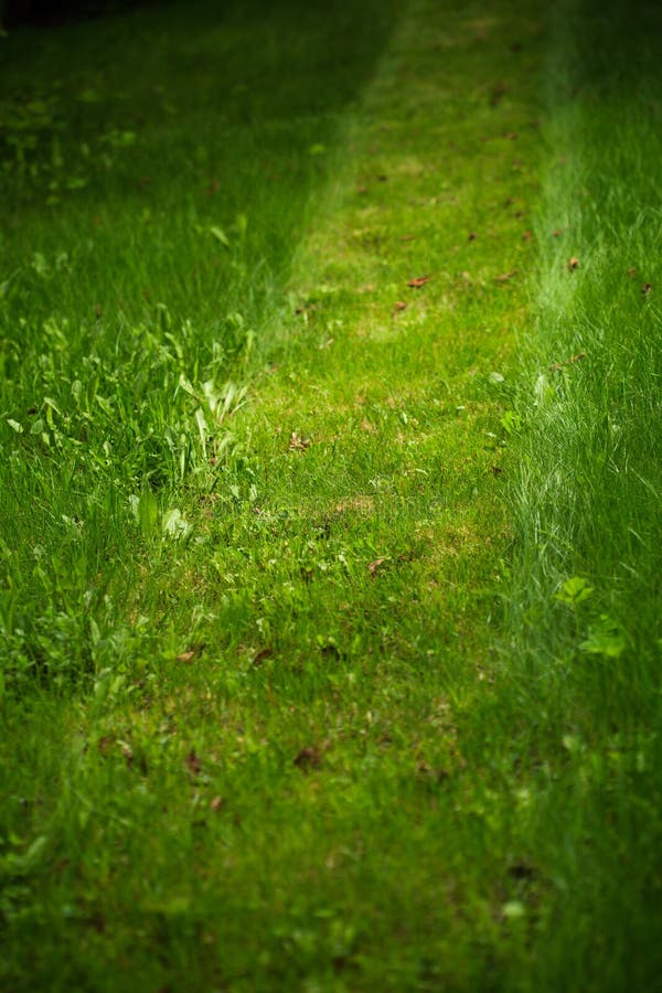 Trimmed lawn path stock image. Image of nature, season - 31477839