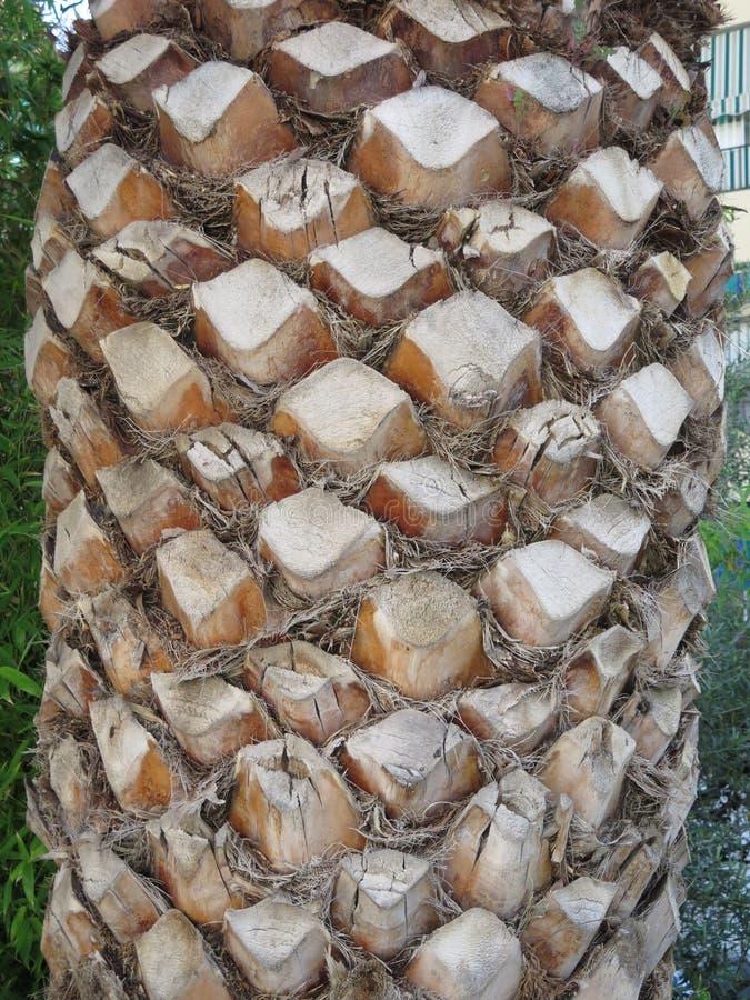 Palm Tree with Fresh Seed Pods Stock Photo - Image of growing, summer ...