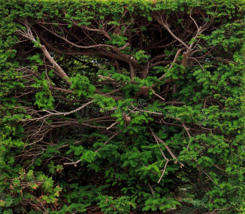 495 Rectangle Bush Stock Photos - Free & Royalty-Free Stock Photos from ...