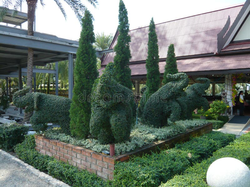 Trimmed Pyramidal Trees stock image. Image of pyramidal - 183966201