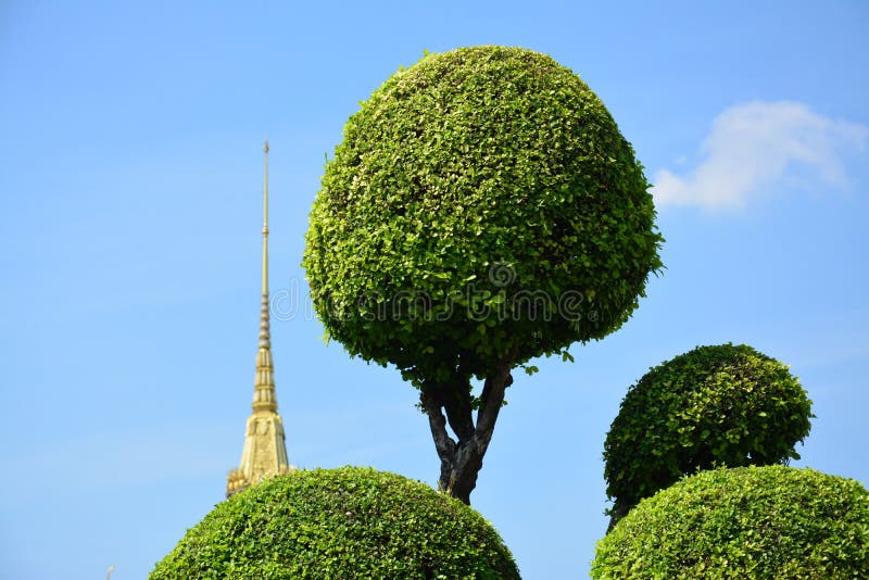 Trimmed Round Shape of Laurel Tree Crown, Leaves Close Up Stock Photo ...