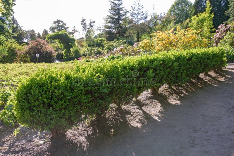 Trimmed Shrub Fence in Garden Stock Photo - Image of gardening, forest ...