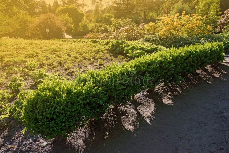 Trimmed Shrub Fence in Garden Stock Photo - Image of crown, plant ...