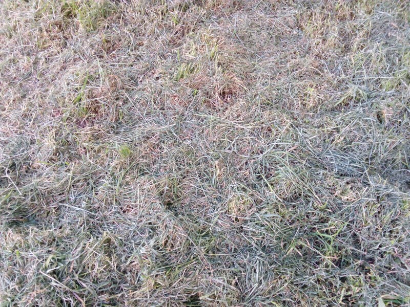 Trimmed Spring Grass Dried in the Sun Stock Image - Image of grass ...