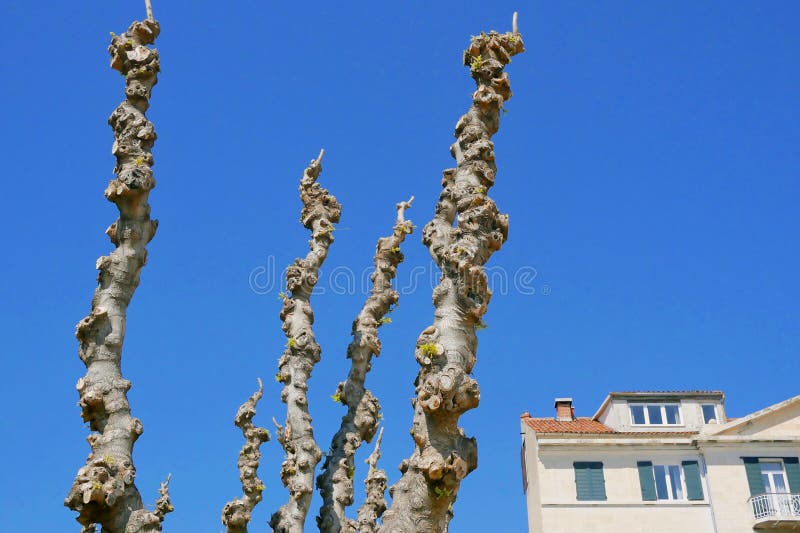 Trimmed Tree Branches. Crown Formation in Spring, Health Pruning Stock ...
