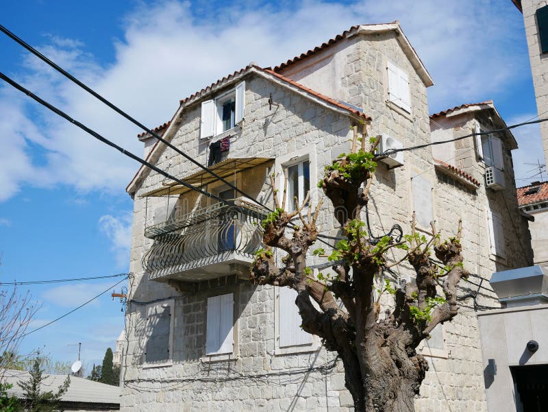 Trimmed Tree Branches. Crown Formation in Spring, Health Pruning Stock ...