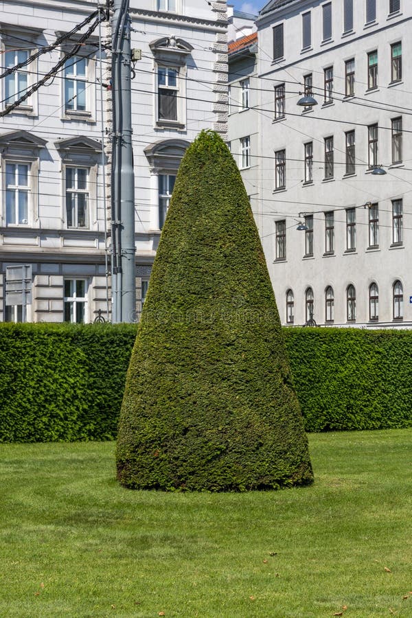 A Trimmed Tree in the Shape of a Pyramid on the City Lawn Stock Photo ...