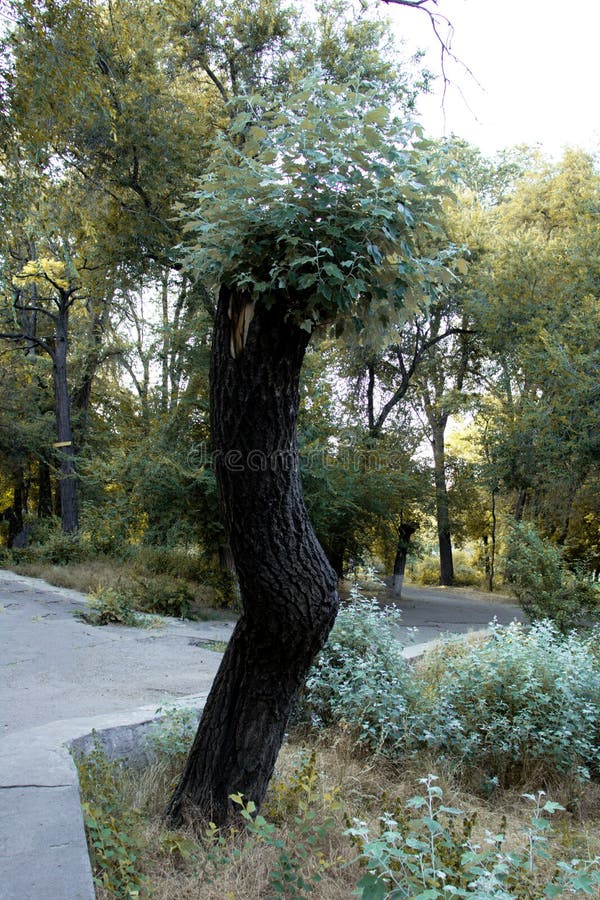 Trimmed Tree. Young Shoot on an Old Pruned Tree Stock Image - Image of ...