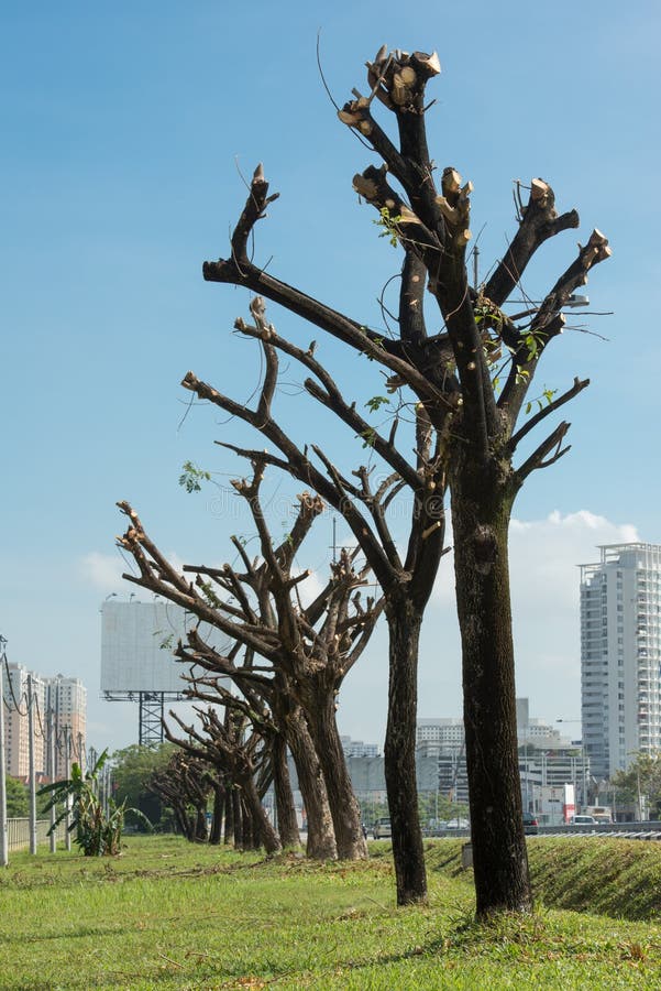 Trimmed trees stock photo. Image of cleanup, tree, destroy - 29044684