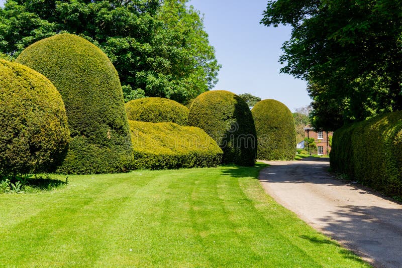 Trimmed Trees in an Old Manor House in England Stock Photo - Image of ...