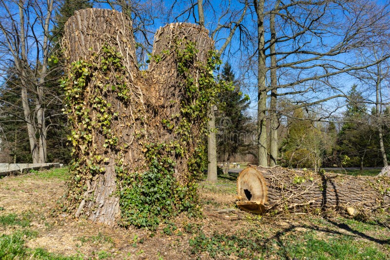 Trimmed Trunk of Double Tree Covered with Ivy Stock Photo - Image of ...