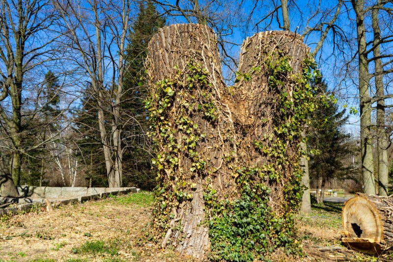 Trimmed Trunk of Double Tree Covered with Ivy Stock Image - Image of ...
