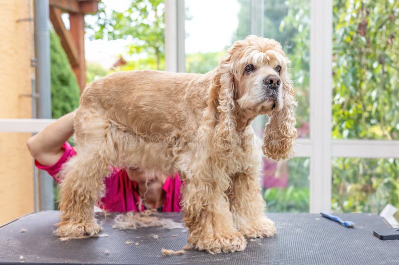 Trimming American Cocker Spaniel Stock Image - Image of groomed ...