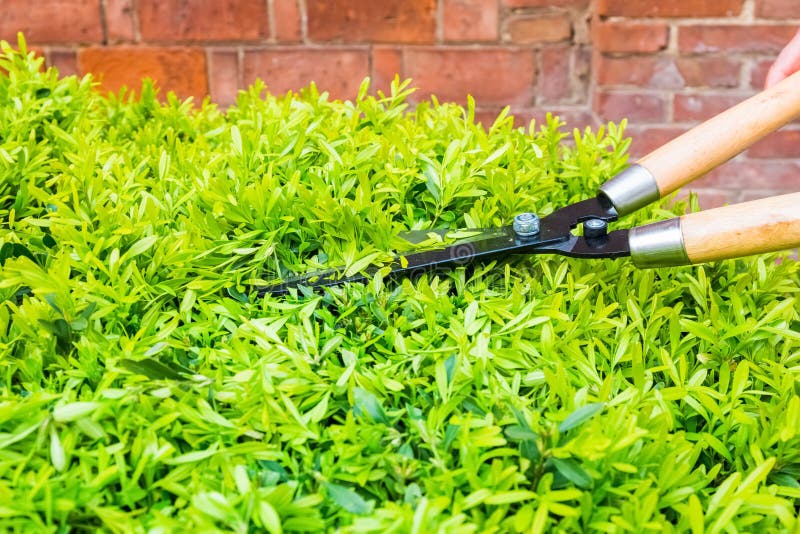 Trimming Bushes with Scissors Stock Photo - Image of bushes, activity ...