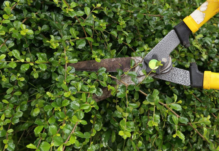Trimming Bushes with Scissors Stock Photo - Image of bushes, activity ...