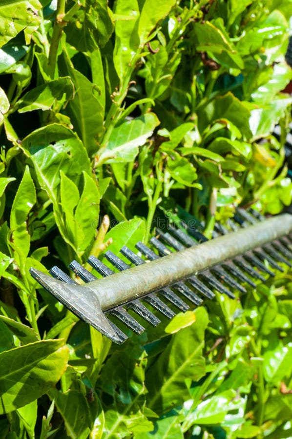 Hedge Trimming stock image. Image of person, trimming - 39625227