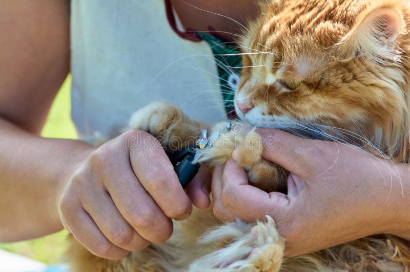 Trimming the Claws of a Cat Close-up Stock Image - Image of breed ...