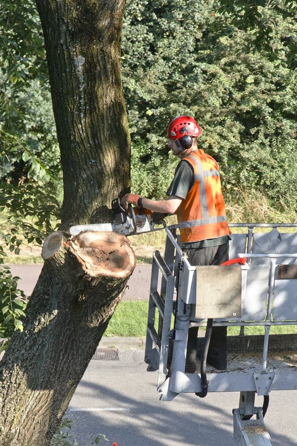 Trimming Dead Trunk editorial photo. Image of employ - 25906956