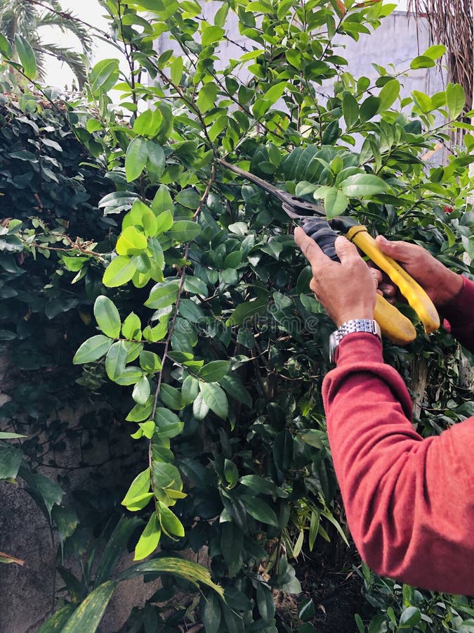 Trimming stock photo. Image of leaves, branches, trimming - 174046250