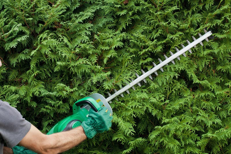 Topiary Trimming Plants stock photo. Image of gardener - 55484246